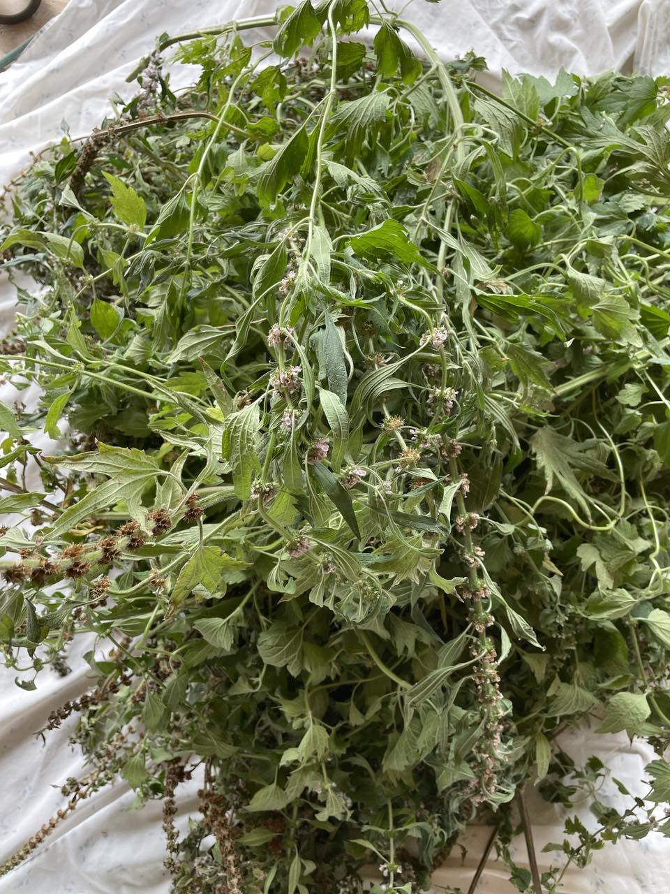 Single Herbs from Our Farm – Herbal Embrace